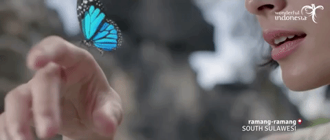 Kupu Kupu GIFs - Get the best GIF on GIPHY