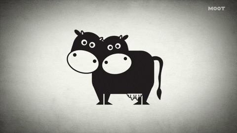 Muuh GIFs - Get the best GIF on GIPHY