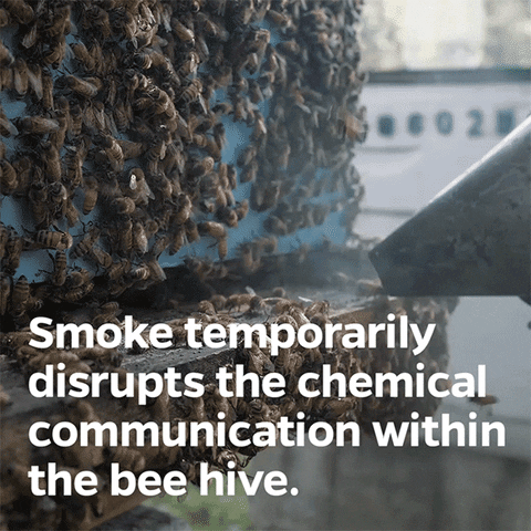 The Bee Hive GIFs - Get the best GIF on GIPHY