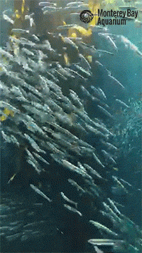 Leopard Shark GIFs - Get the best GIF on GIPHY