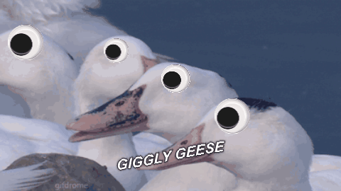 Giggly Geese GIFs - Get the best GIF on GIPHY