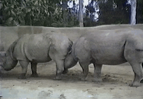 Rhinos GIF by America's Funniest Home Videos - Find & Share on GIPHY