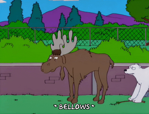Bear And Moose GIFs - Get the best GIF on GIPHY