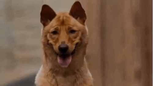 Dingo Dog GIFs - Get the best GIF on GIPHY