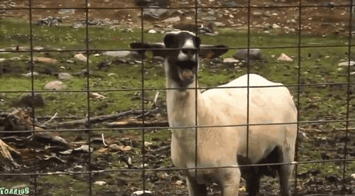 Bleat Bleating GIF by Random Goat - Find & Share on GIPHY