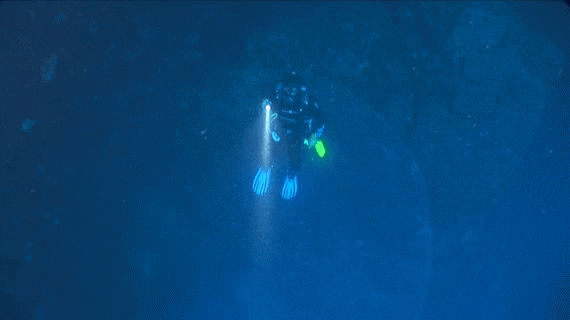 Divers Find Giant Floating Blob, Have No Idea What It Is | The Fat Cat ...