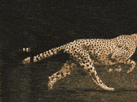 Cheetah Running Gif