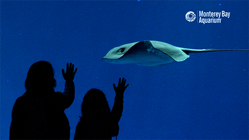 Pelagic Stingray Ray GIF by Monterey Bay Aquarium - Find & Share on GIPHY