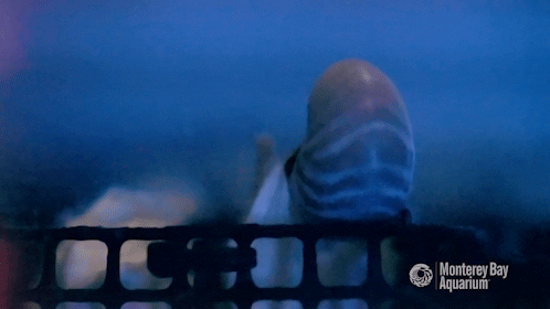 Baby Nautilus GIFs - Get the best GIF on GIPHY