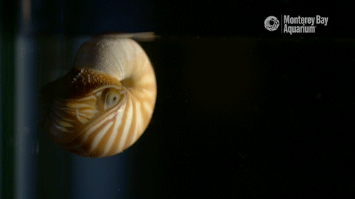 Chambered Nautilus Tentacles GIF by Monterey Bay Aquarium - Find ...