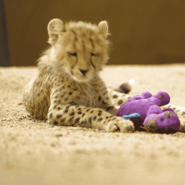 Baby Animals Play GIF by San Diego Zoo - Find & Share on GIPHY