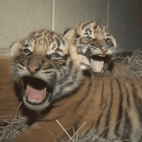 Baby Animals Yawn GIF by San Diego Zoo - Find & Share on GIPHY