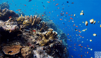 The GIF Thread | Reef2Reef