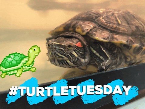 Tuesday Turtle GIF by Nebraska Humane Society - Find & Share on GIPHY