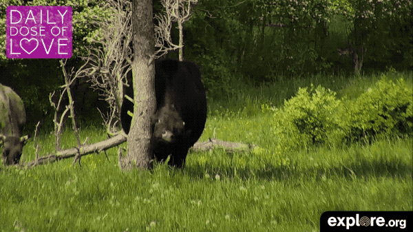 Farm Sanctuary Love GIF by explore.org - Find & Share on GIPHY