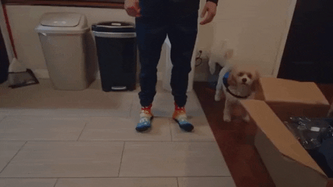 Rainbow-socks GIFs - Get the best GIF on GIPHY