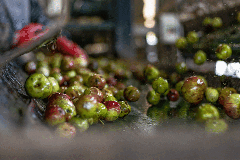 Green Apple GIF by Celtic Marches - Find & Share on GIPHY