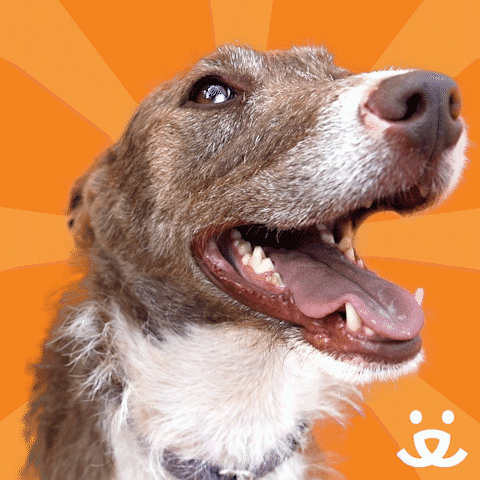 Happy Dog GIF by Best Friends Animal Society - Find & Share on GIPHY