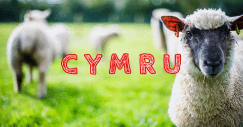 Cymraes GIFs - Get the best GIF on GIPHY