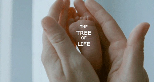 Tree Of Life GIFs - Get the best GIF on GIPHY