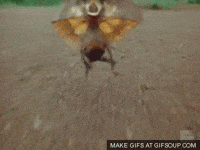 Frilled Lizard Running Gif
