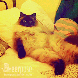 Bicolour Ragdoll GIFs - Get the best GIF on GIPHY