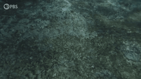 Climate Change Swimming GIF by PBS Digital Studios - Find & Share on GIPHY