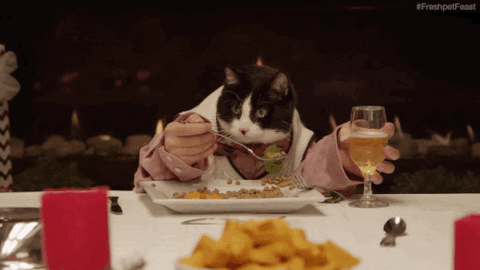 Human Cat GIFs - Get the best GIF on GIPHY