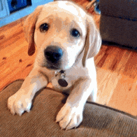 Depressed Dog Gif