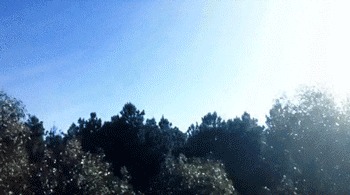 Trees Driving GIF by Tara - Find & Share on GIPHY