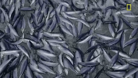 Hostile Planet: Oceans by National Geographic TV | GIPHY