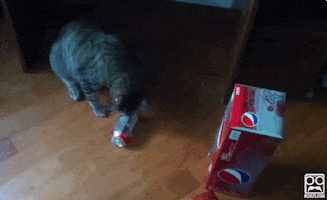Cat Explode GIFs - Find & Share on GIPHY