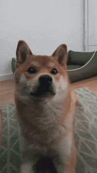 Shibe Gifs