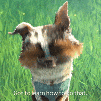 Cat-learning GIFs - Get the best GIF on GIPHY