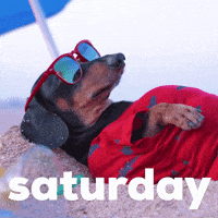 Saturday-feel GIFs - Get the best GIF on GIPHY