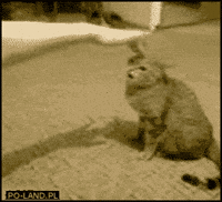 Frustrated Cat Gif