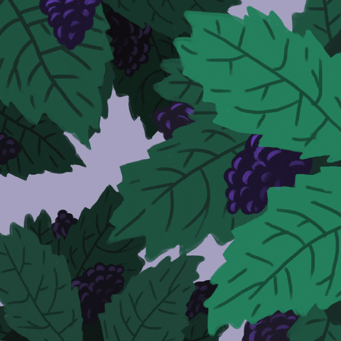 Black Berry GIFs - Get the best GIF on GIPHY