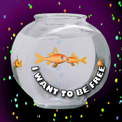 Goldfish Bowl GIFs - Get the best GIF on GIPHY